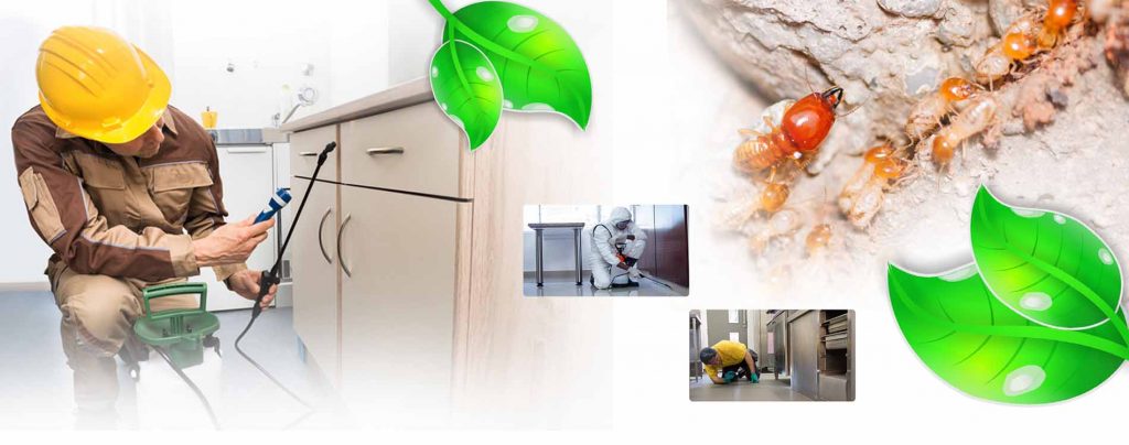 Jasa Anti Rayap Dan Pest Control Profesional | Anti Hama